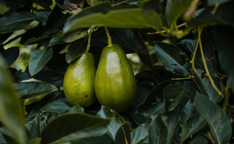 Home - Golden Triangle Avocados